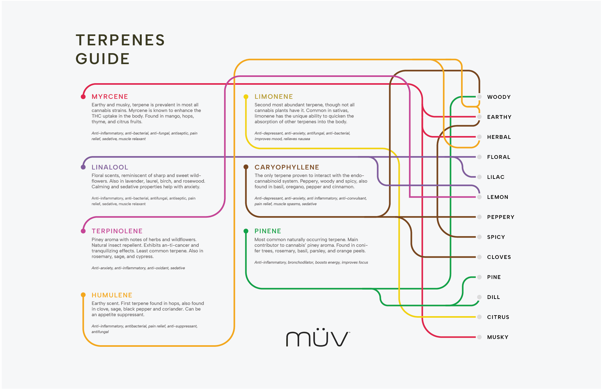 Expert Cannabis Terpenes Guide | Explore Common Terpenes
