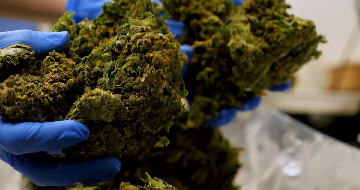 What is Live Cannabis? | Live Marijuana Extracts