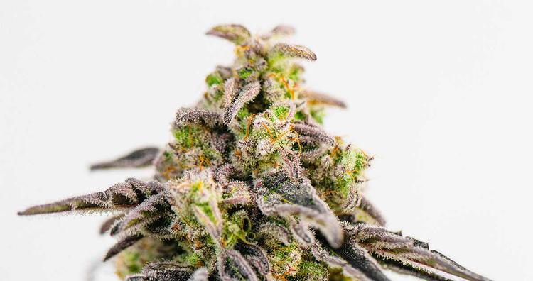 M.A.C. 1 Strain: Effects, Potency,& Terpene Profile | MÜV