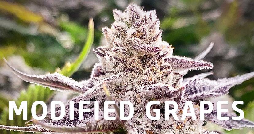Modified Grapes Strain: Effects, Potency, & Terpene Profile | MÜV
