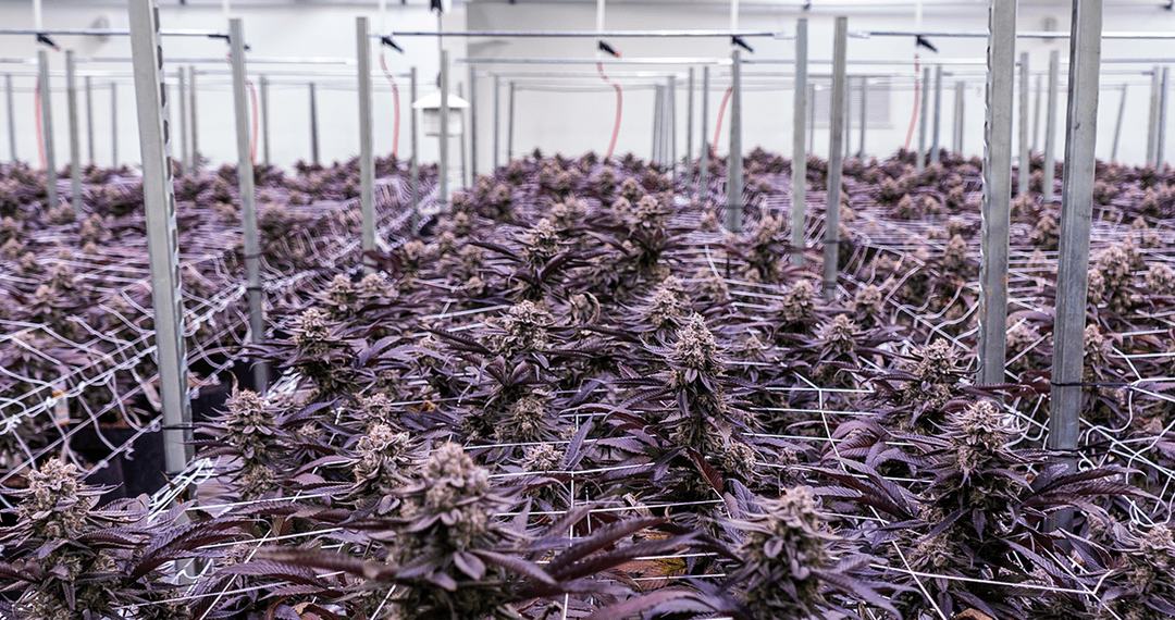 What Are Cannabis Phenotypes? | MÜV