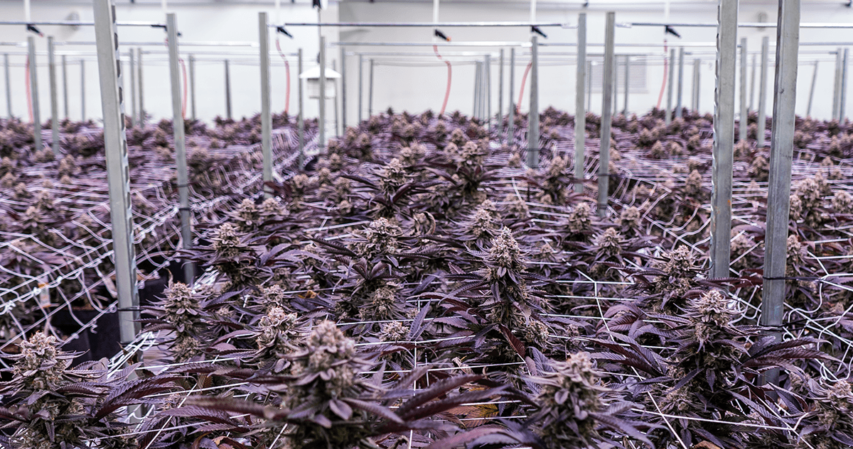 Watermelon Burst Cannabis Strain FAQs