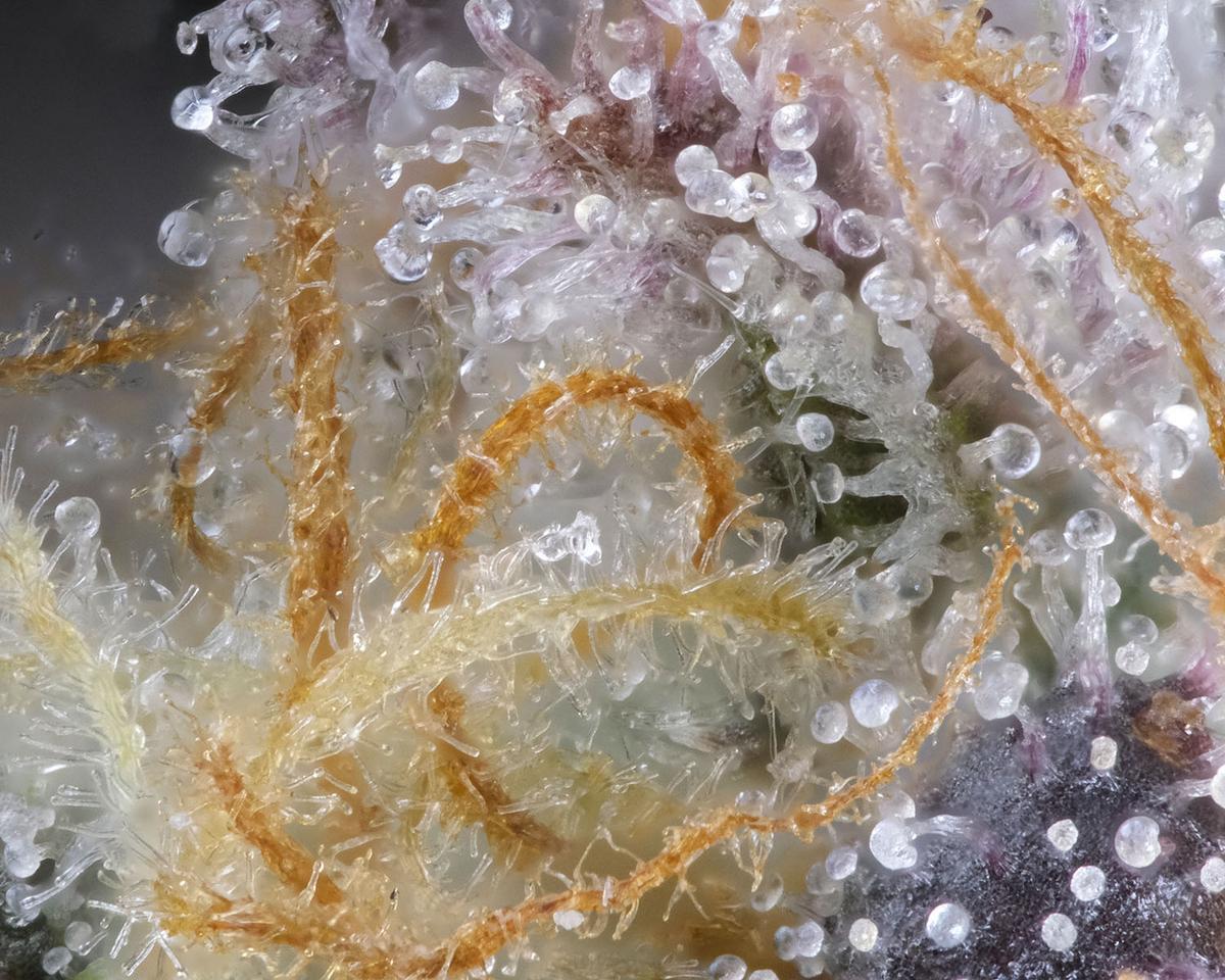 What Are Cannabis Phenotypes? | MÜV