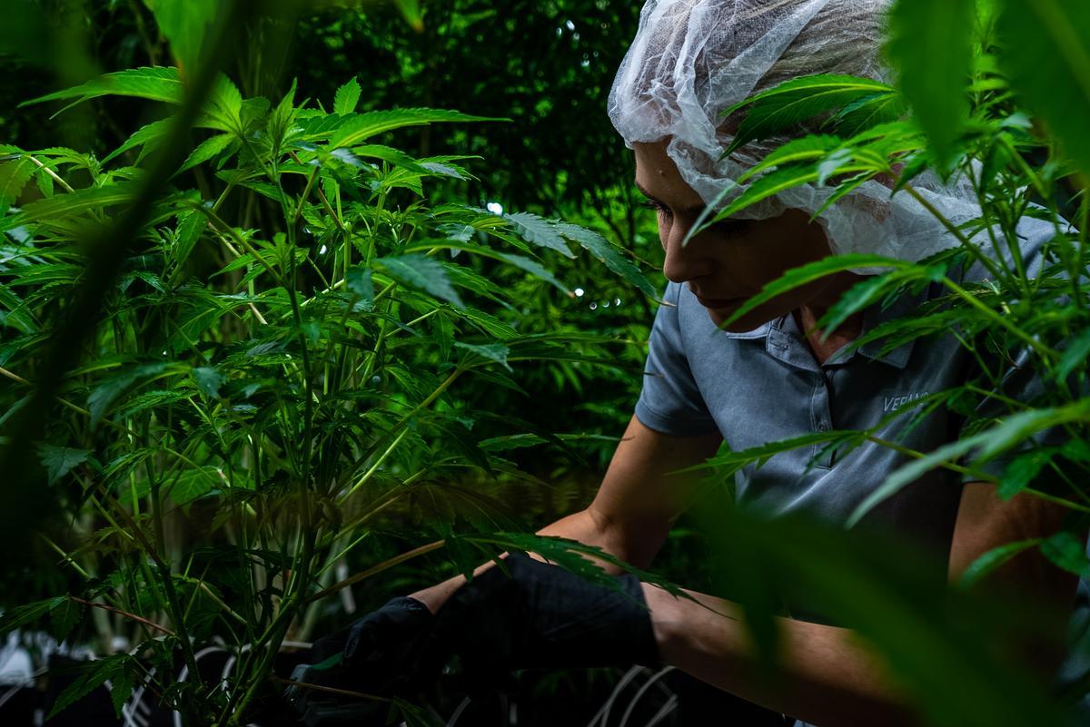 What Are Cannabis Phenotypes? | MÜV