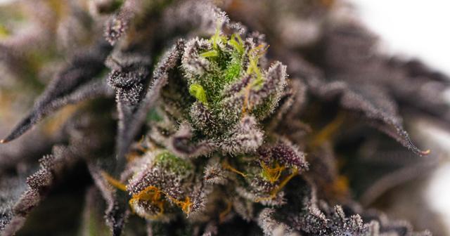 MÜV Featured Strain: Cotton Candy | Cotton Candy Strain FAQs