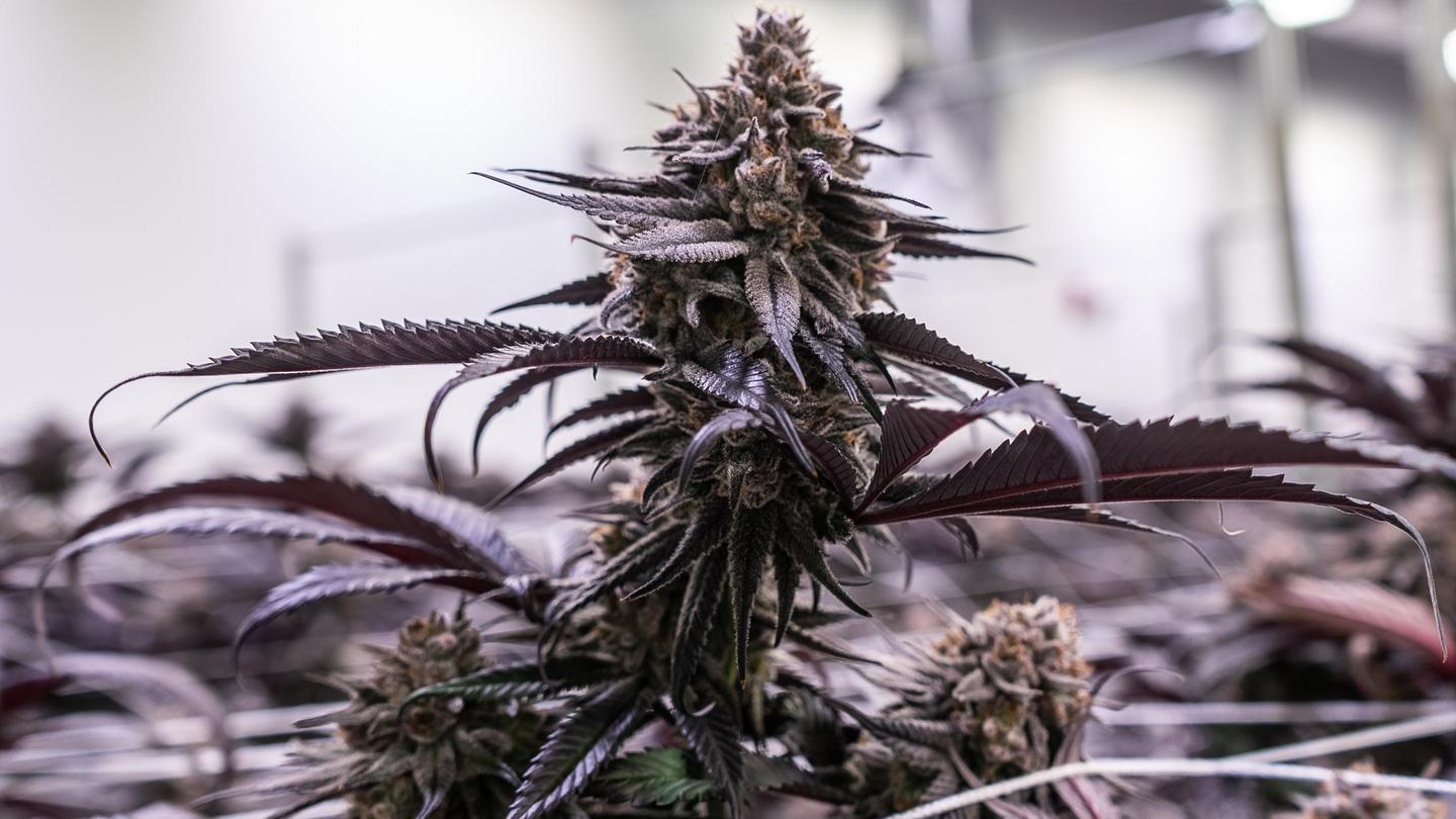 What is Marijuana Flower: Types, Uses, Potency, & More | MÜV