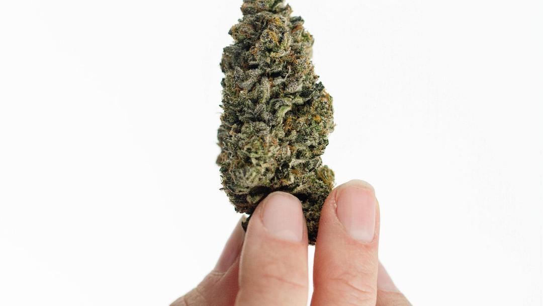 What Cannabis Strains Have the Highest THC Percentages? | MÜV
