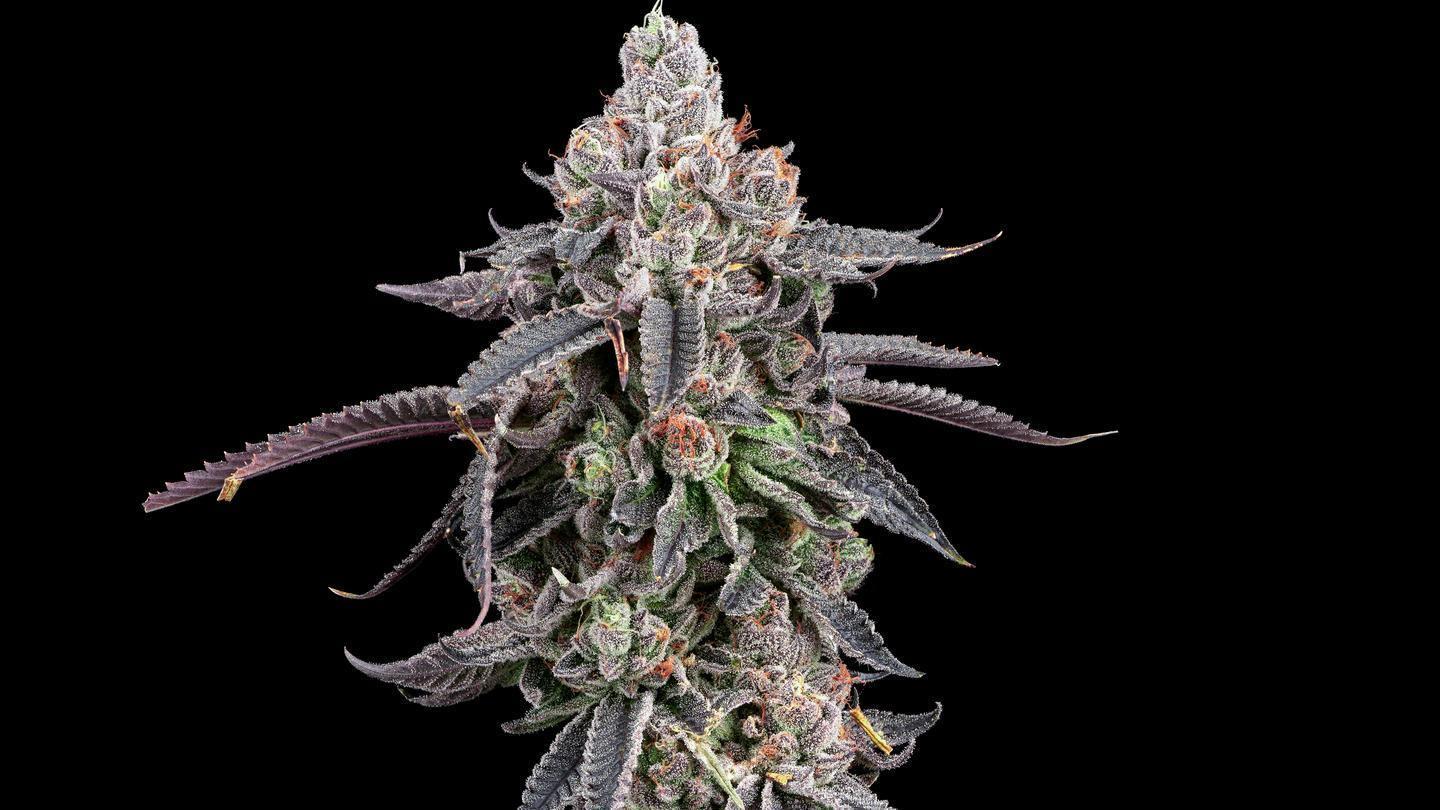 What is Marijuana Flower: Types, Uses, Potency, & More | MÜV